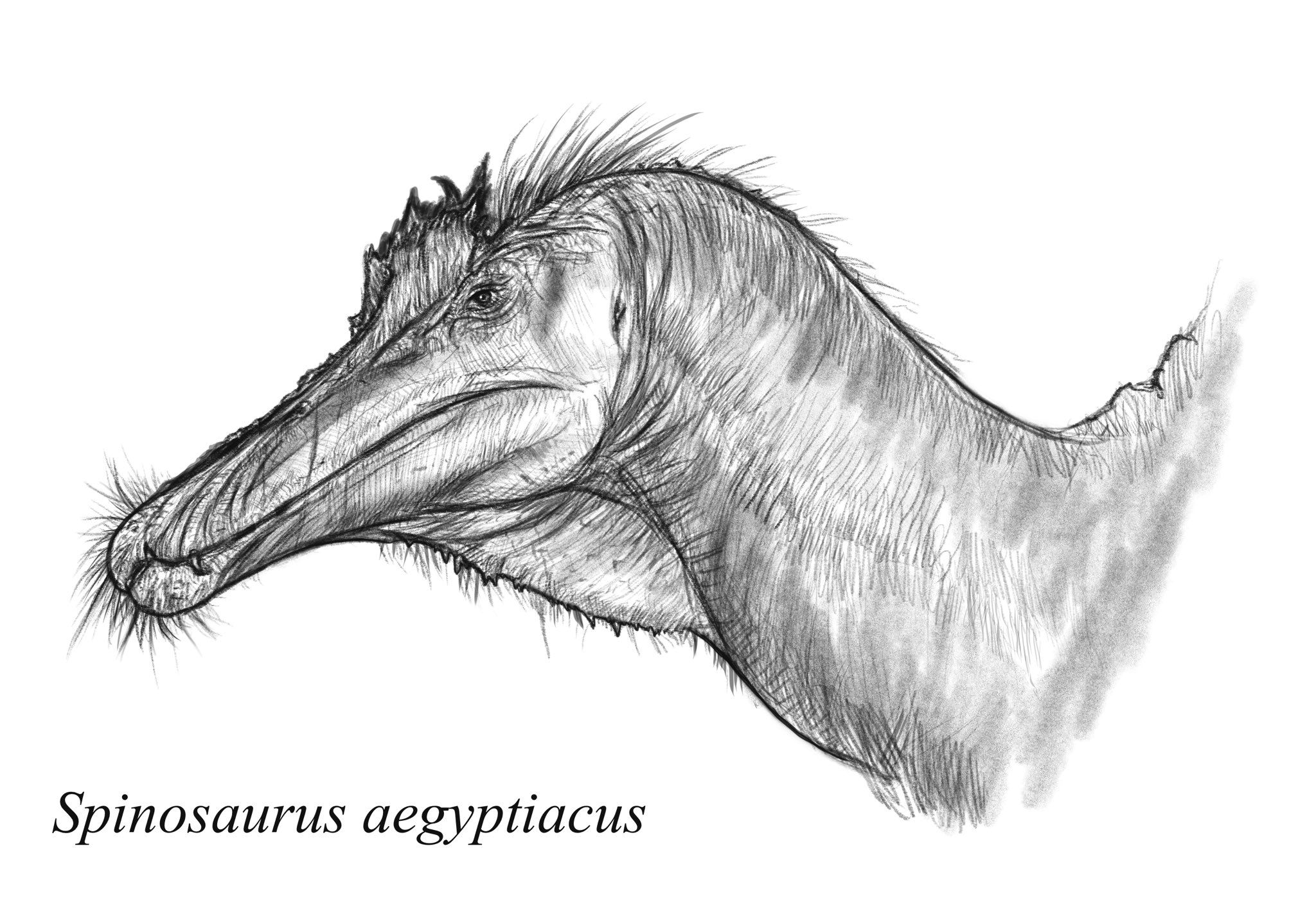 Spinosaurus Head Drawing