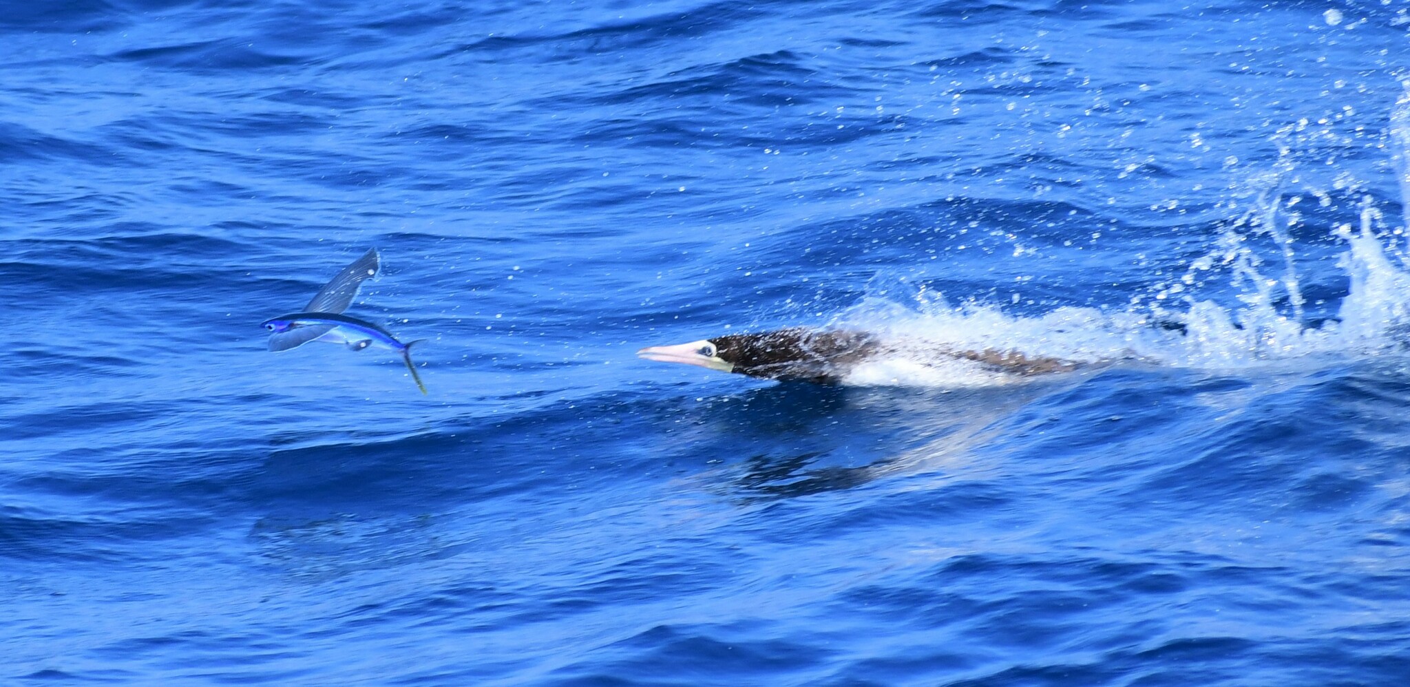 Flying Fish Gulf Of Mexico