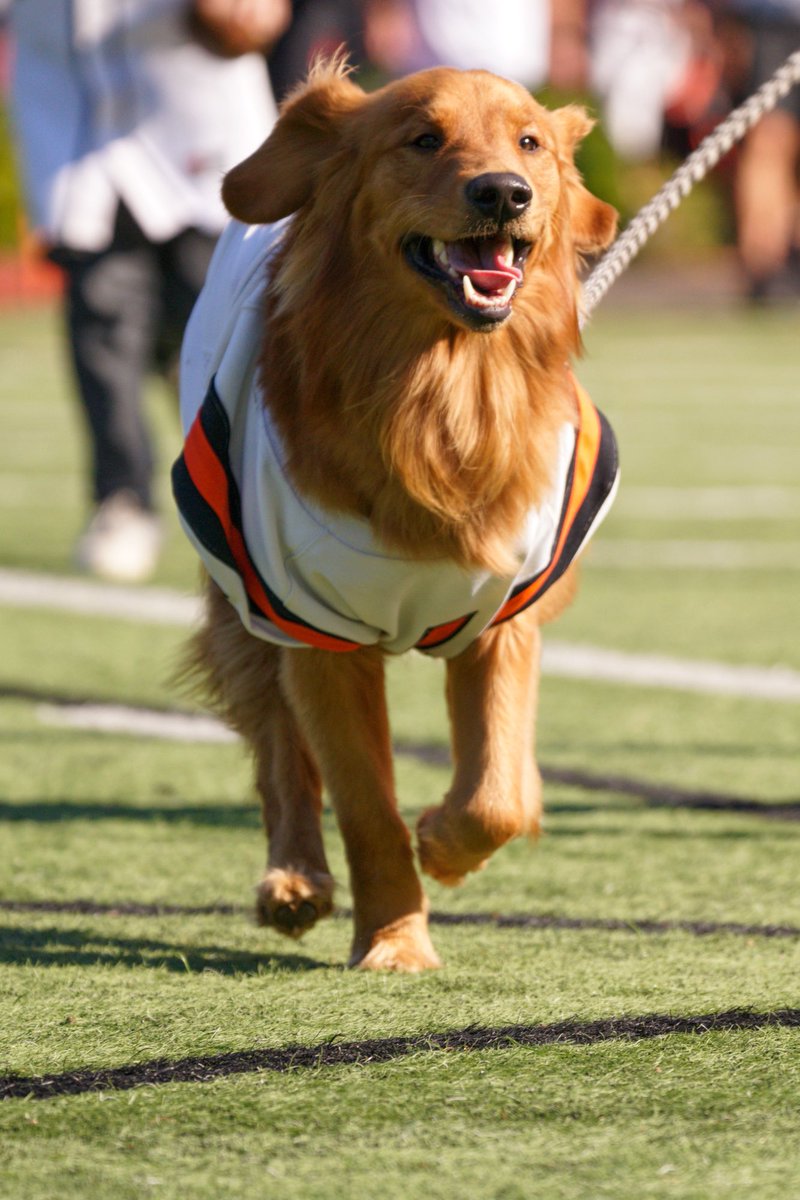 Lewis And Clark College Mascot