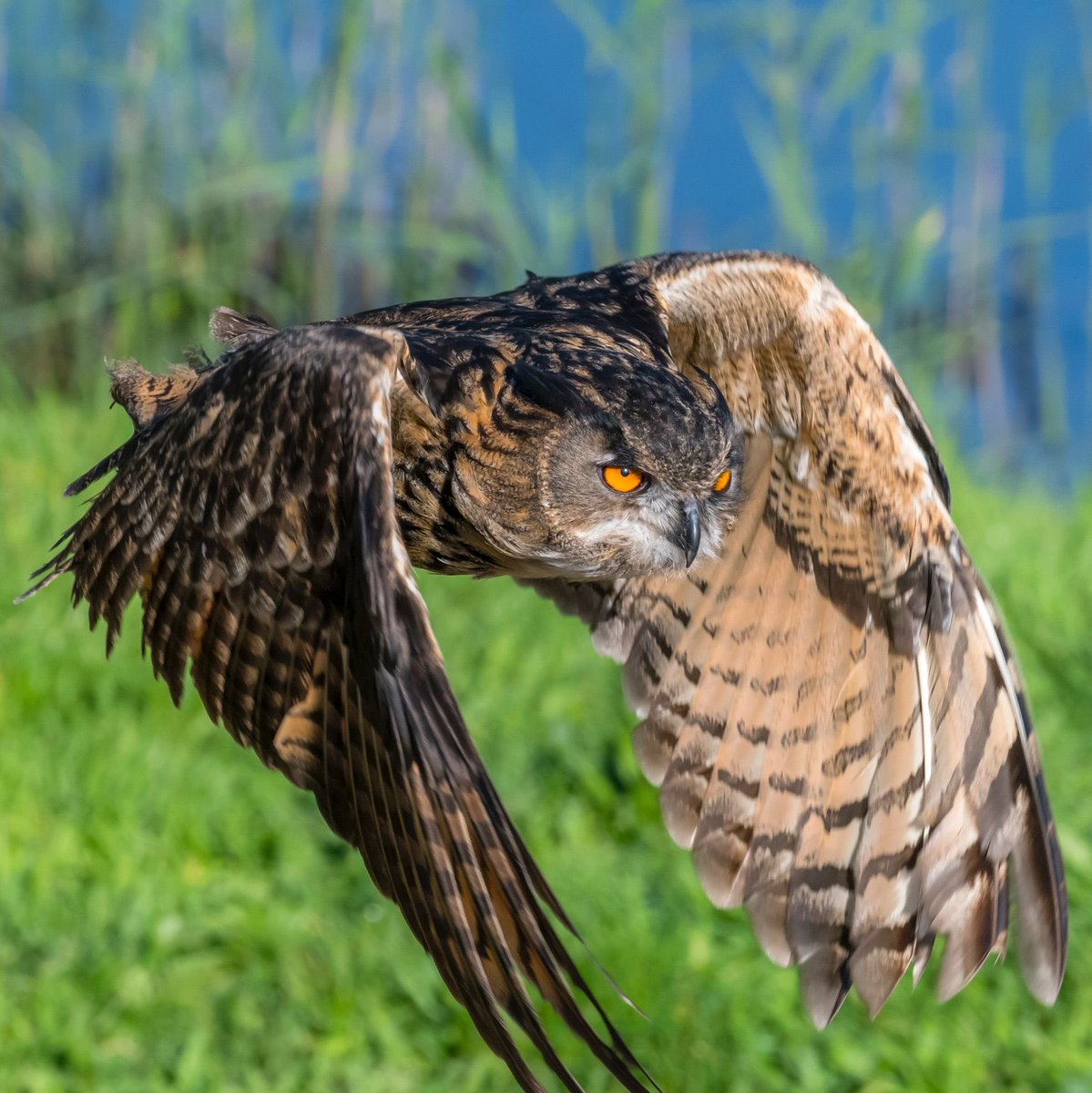 Your owl for tonight! #photos #photography #birds #owls #photos # ...