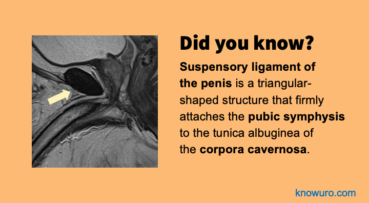 Suspensory Ligament