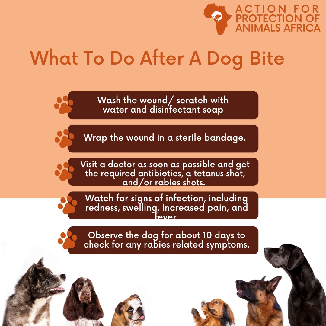 Is It Necessary To Take Rabies Injection After Dog Bite