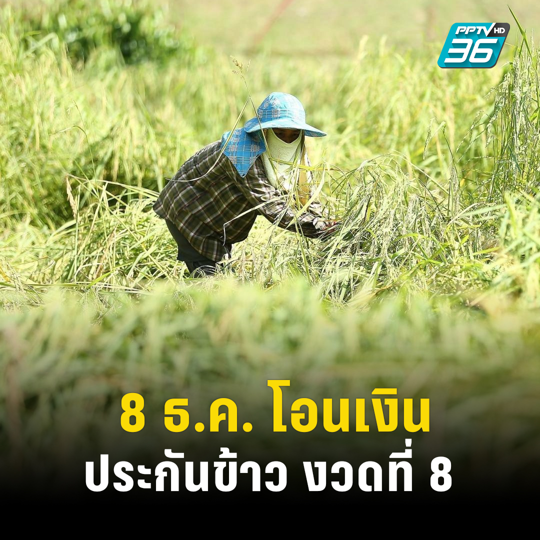 PPTV HD 36 on Twitter: "ธ.ก.ส. เตรียมโอนเงินประกันรายได้เกษตรกรผู้ปลูกข้าว ปี 2565/66 งวดที่ 8 ...