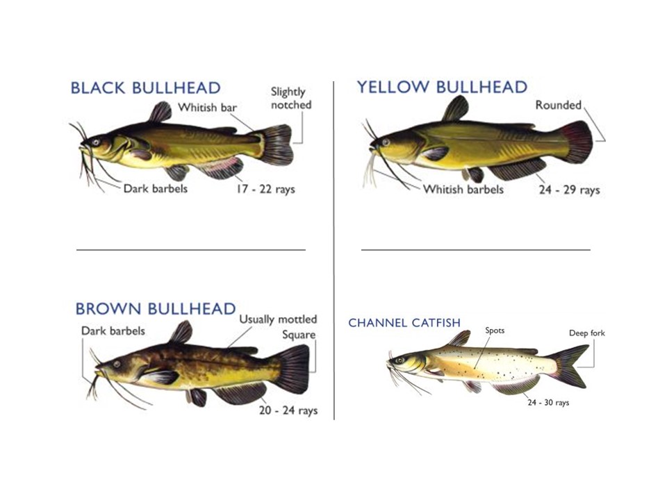 Bullhead Catfish Vs Channel Catfish Brown Bullhead Details NH Fish
