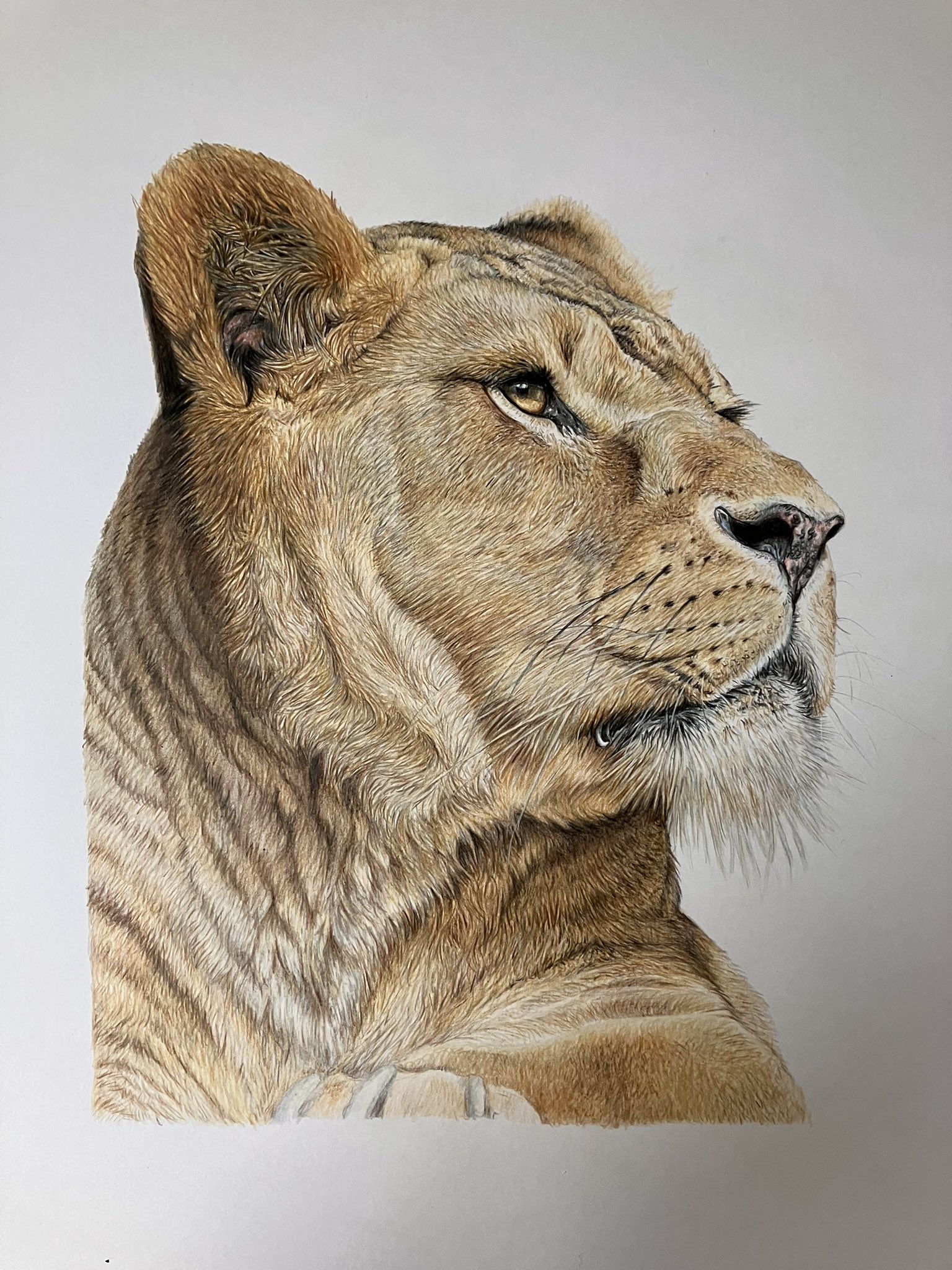 How To Draw A Realistic Lioness