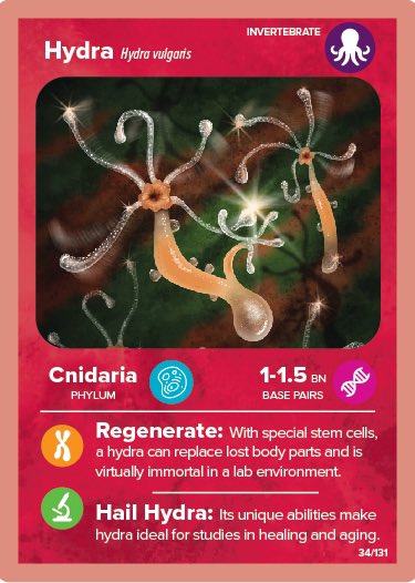 Using the “immortal” Hydra vulgaris, researchers were able to genetically modify the brain of ...