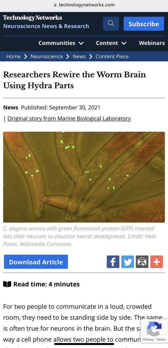 Using the “immortal” Hydra vulgaris, researchers were able to genetically modify the brain of ...