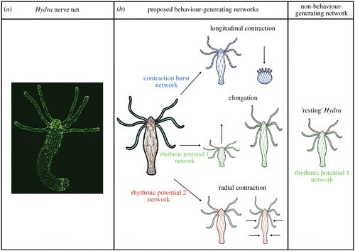 Using the “immortal” Hydra vulgaris, researchers were able to ...