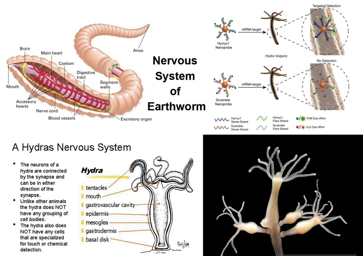 Using the “immortal” Hydra vulgaris, researchers were able to ...