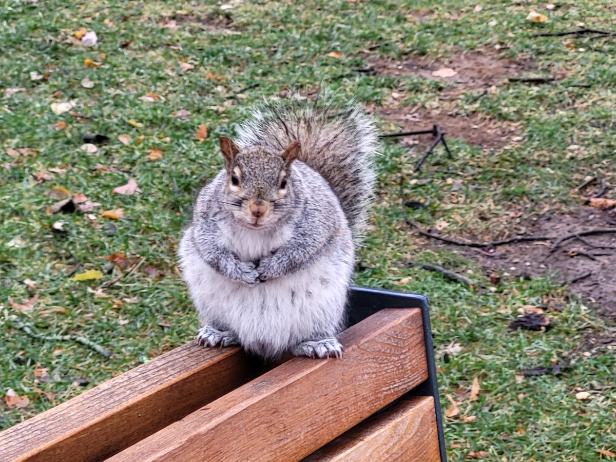 Wholesome Memes On Twitter Chubby Squirrel From My University By Upsycho Scientist 2