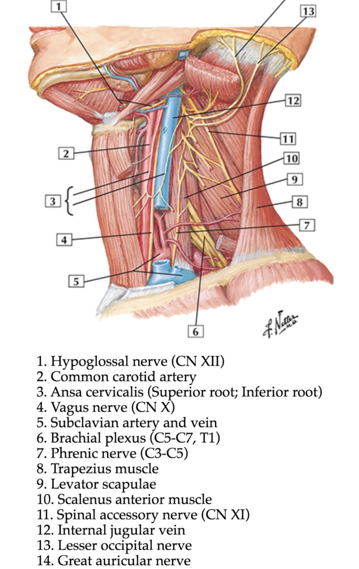 Occipital Artery Netters