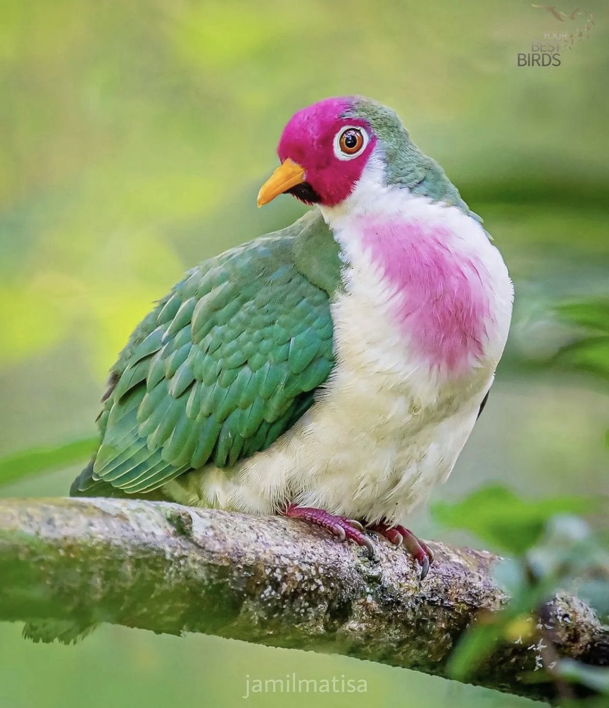 Jambu Fruit Dove