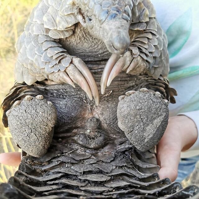 Ausarchosaur On Twitter One Thing I Learned About Pangolins The Other Day Is That Despite ausarchosaur-on-twitter-one-thing-i-learned-about-pangolins-the-other-day-is-that-despite