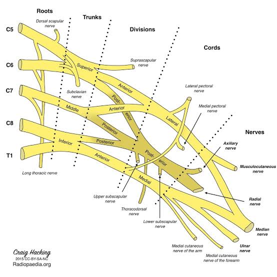 1) This is my summary of the brachial plexus (BP) and corresponding UL ...