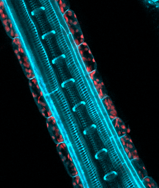 Yi-Shih Chen on Twitter: "Rice bundle sheath cell imaged by confocal microscopy. #plantcell # ...