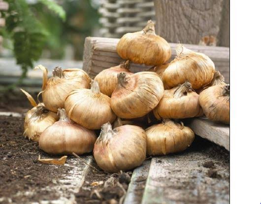 @the_beardedsina Yoruba herbal medicine trumps them both with a single ...