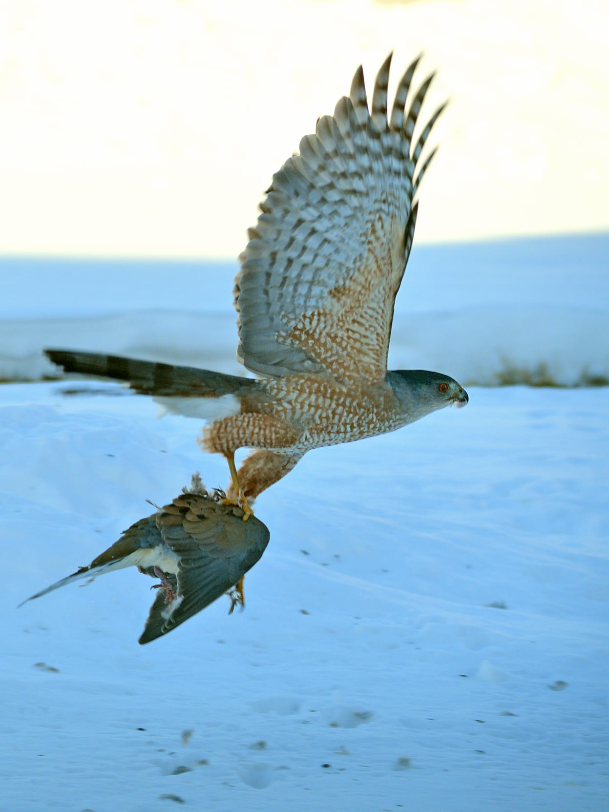 Coopers Hawk In Flight