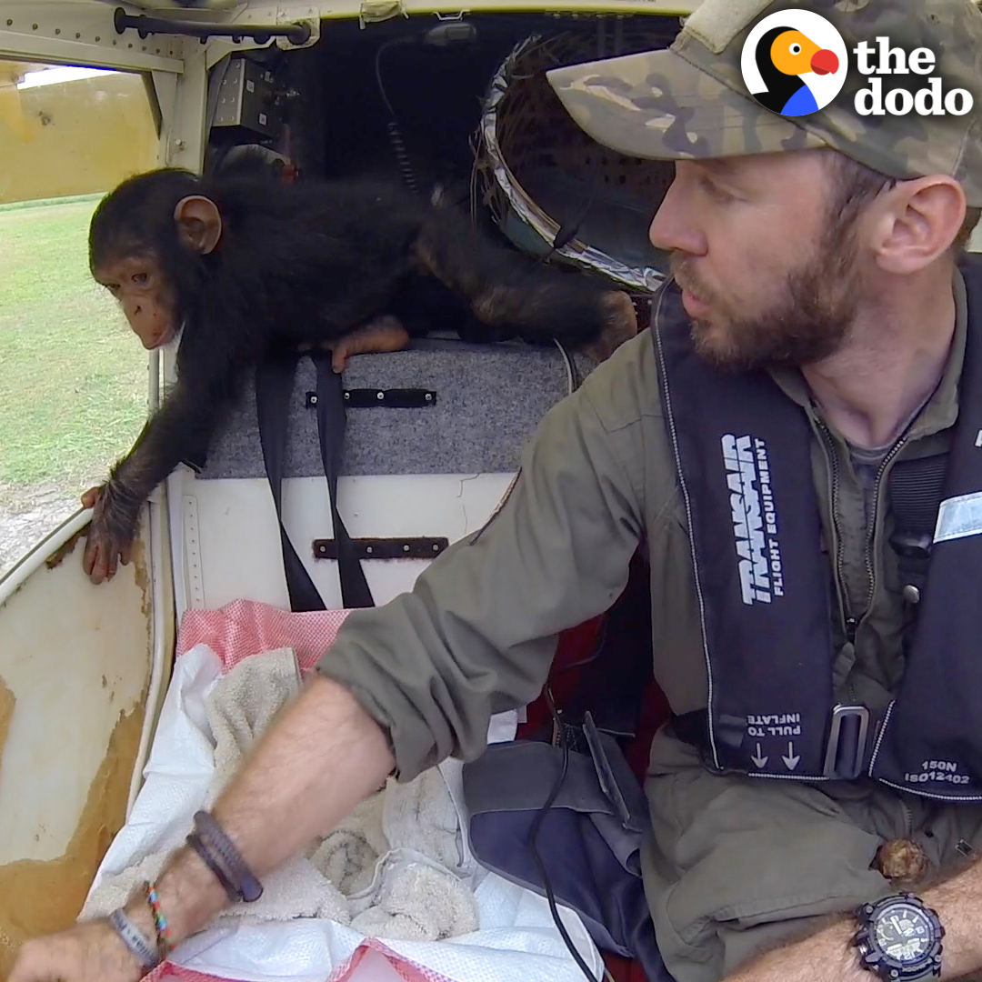 The Dodo on Twitter: "Rescued baby chimp falls asleep in pilot's lap ...