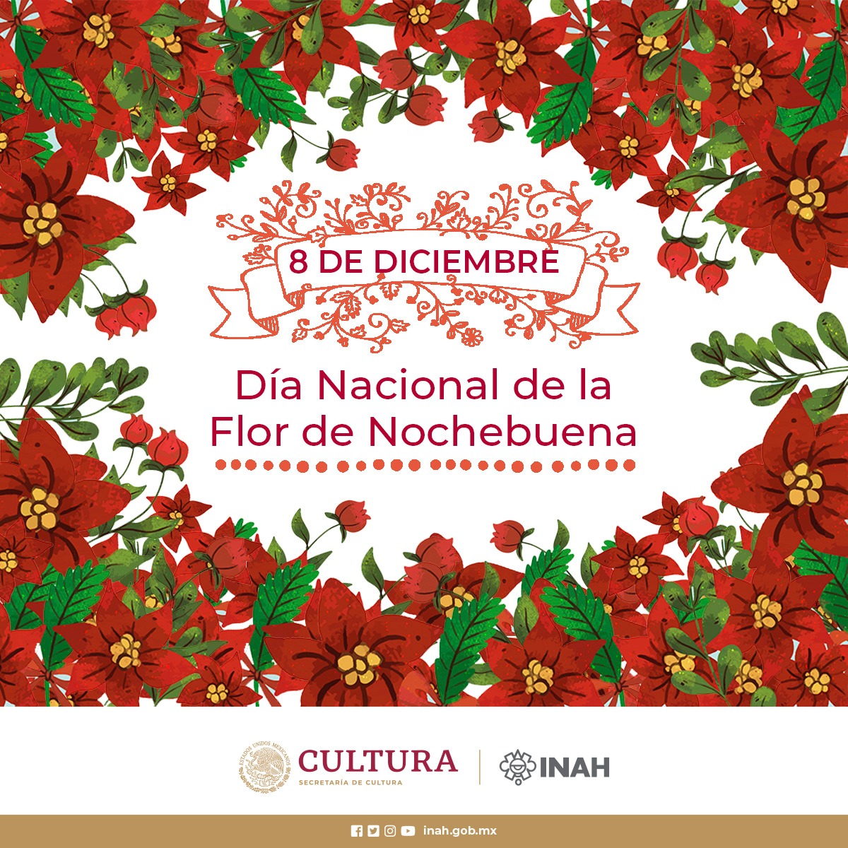 INAHmx on Twitter: "#Efeméride | Día Nacional de la flor de Nochebuena ...
