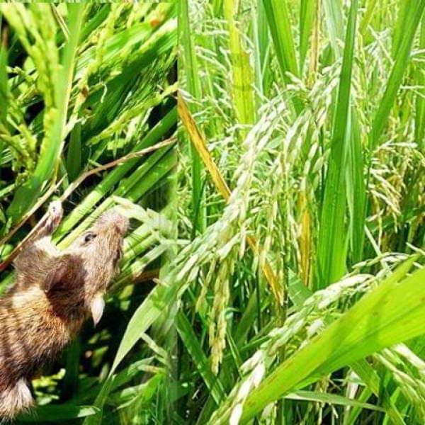 Kegiatan Pengamatan Hama Tikus Tikus sawah (Rattus argentiventer ...