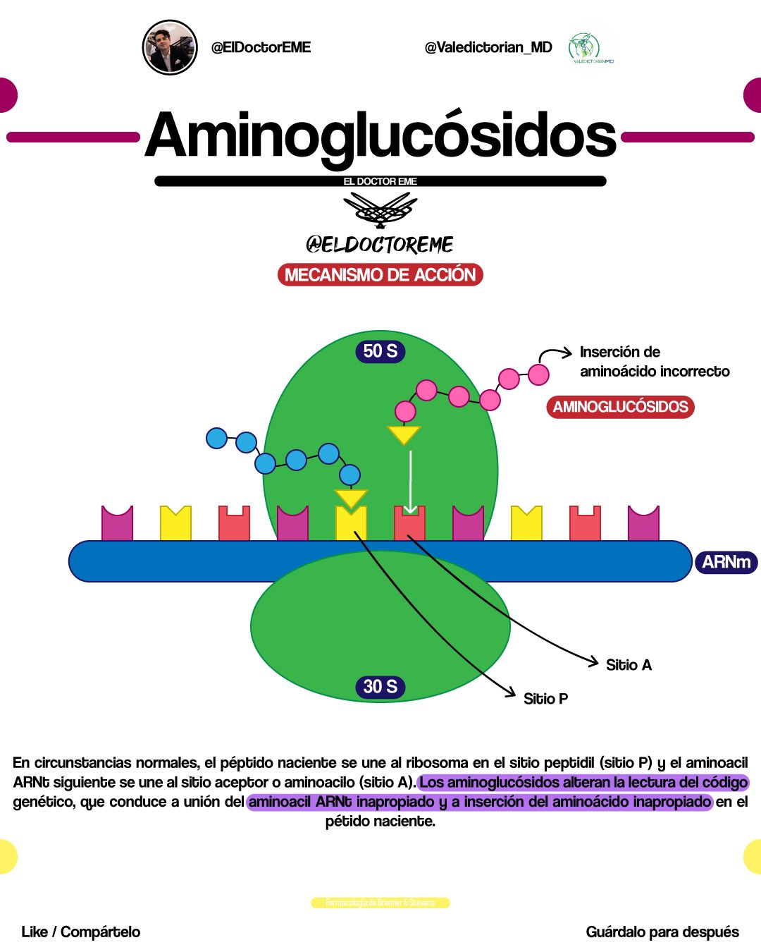 Mauricio Montelongo on Twitter: "🧪GUÍA RÁPIDA: MECANISMOS🧪 •Penicilinas. •Tetraciclinas ...
