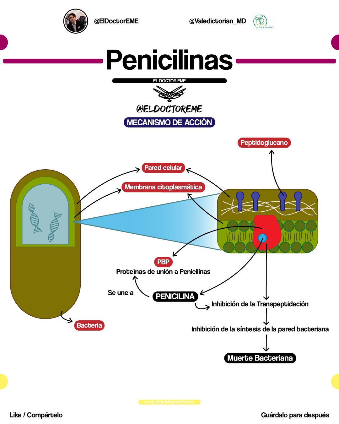 Mauricio Montelongo on Twitter: "🧪GUÍA RÁPIDA: MECANISMOS🧪 •Penicilinas. •Tetraciclinas ...