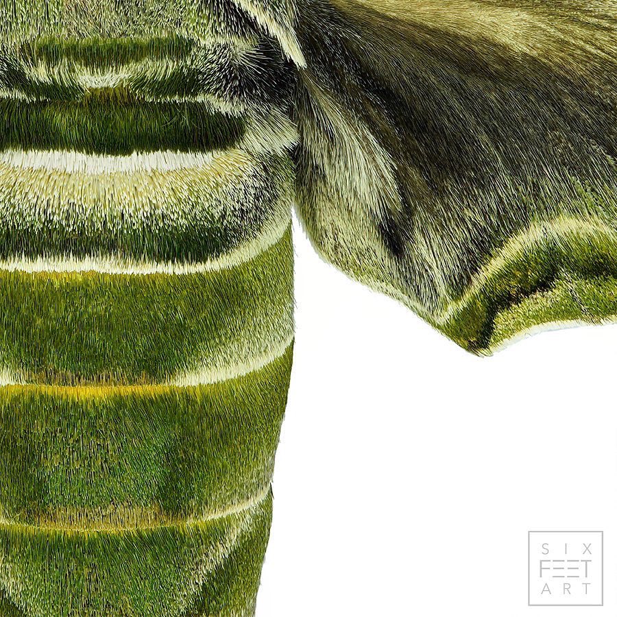 Dr Sally Le Page on Twitter: "RT @sagaOptics: Oleander hawk-moth, Army green moth, Daphnis nerii ...