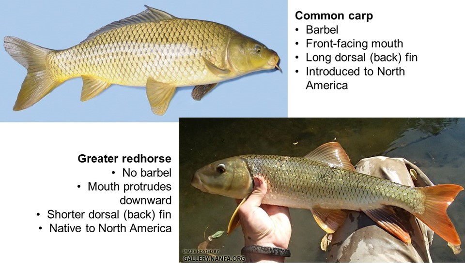 Fish ID for what type of redhorse this is : r/Fishing