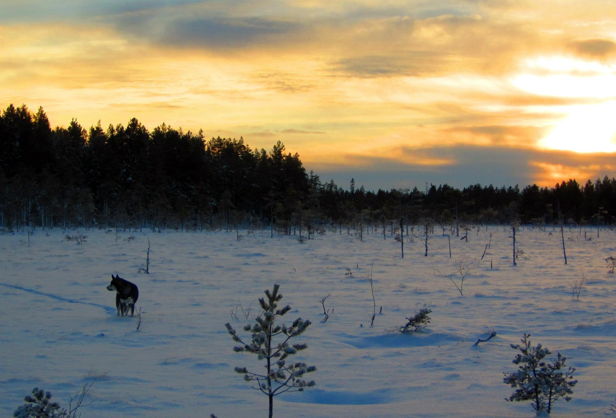 L-O Gävert on Twitter: "Bild (9/12-2012) från 10 år sedan. Tsappo Senior "A good dog never dies ...