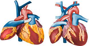 It is very common that new trainees ask us why we write Orthotopic ...
