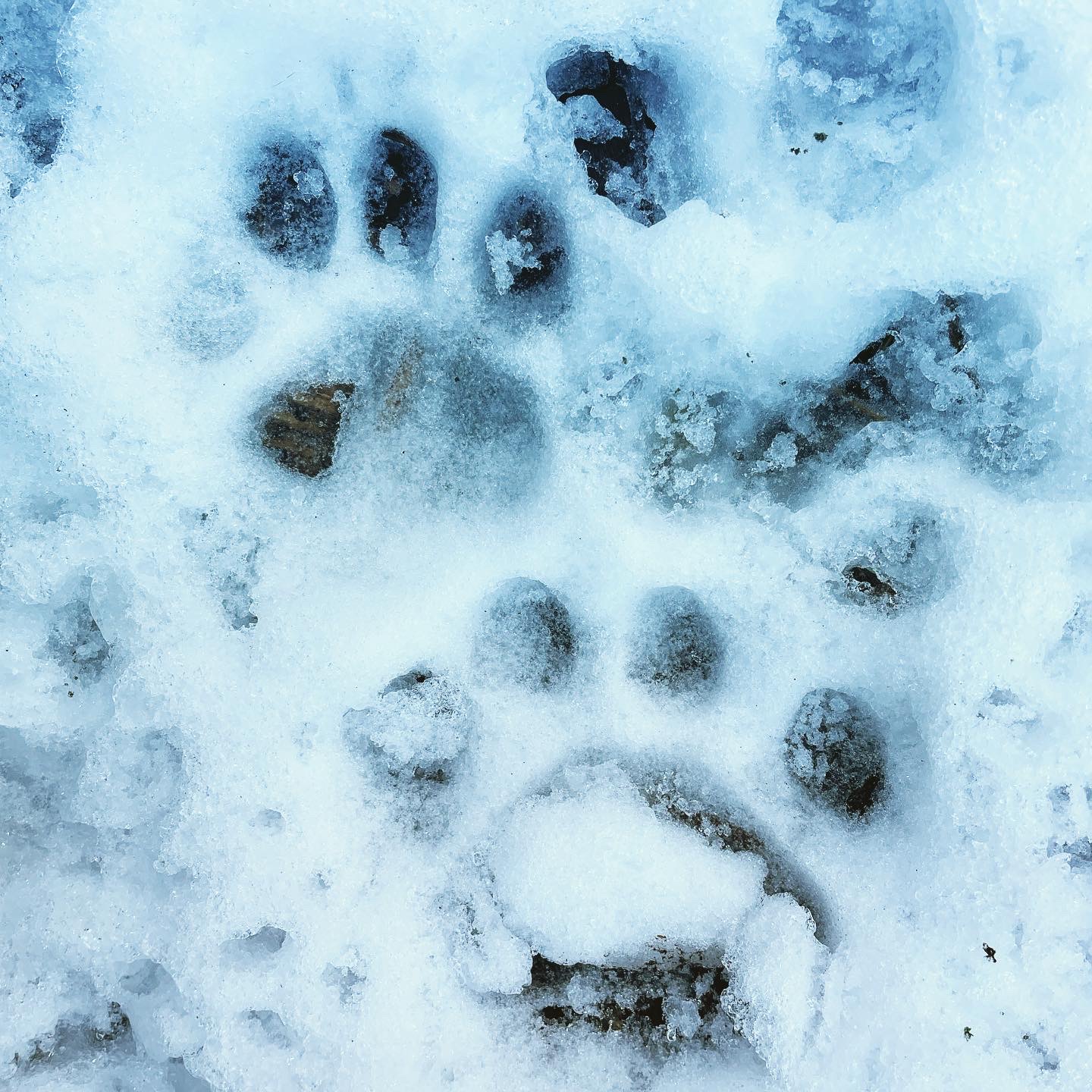 Dog Paw Prints In Snow
