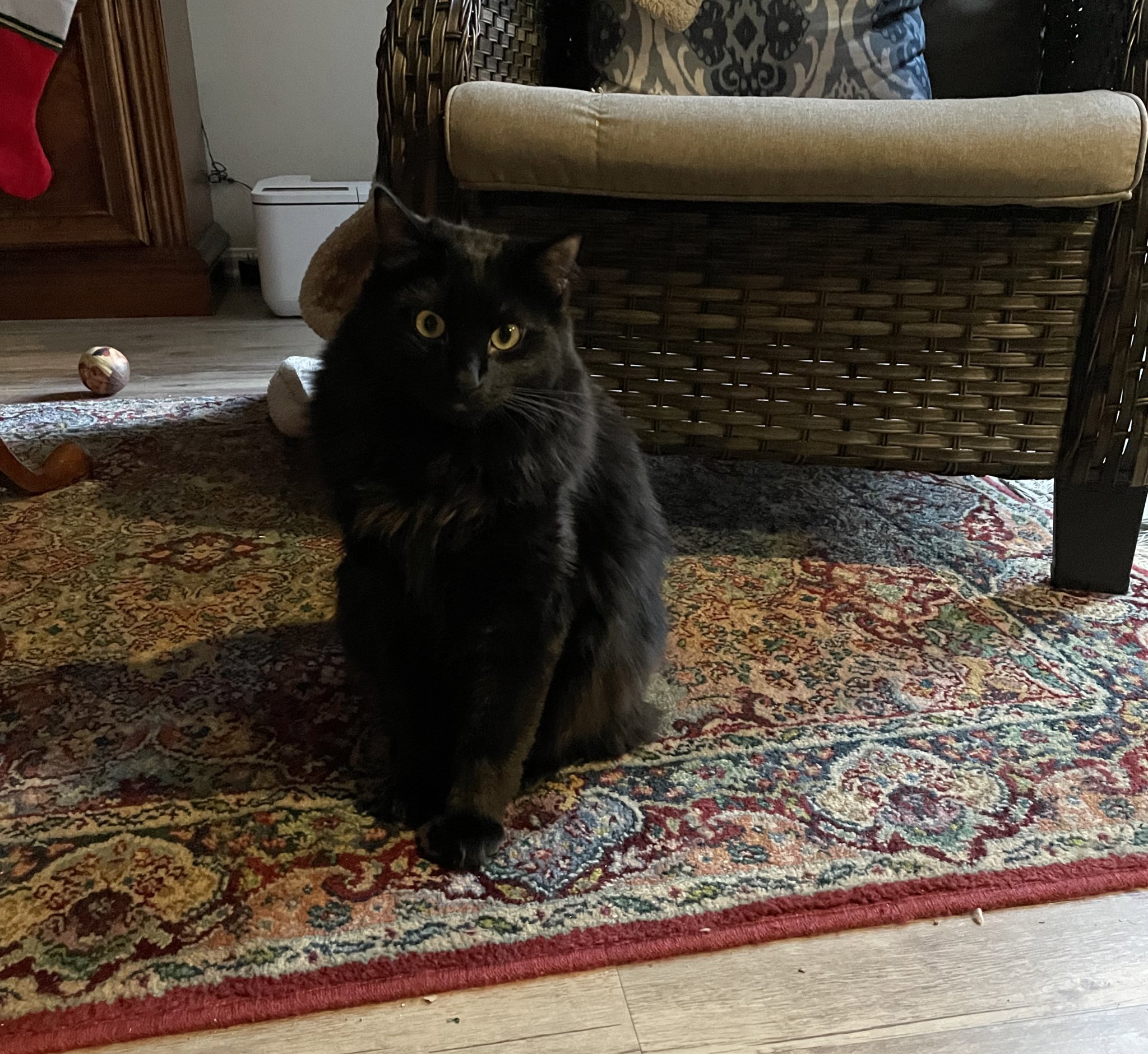 TW Pornstars - Lizzy Borden 🔮. Twitter. Vampy. 😻😻😻 13 pound bobtail cat ...