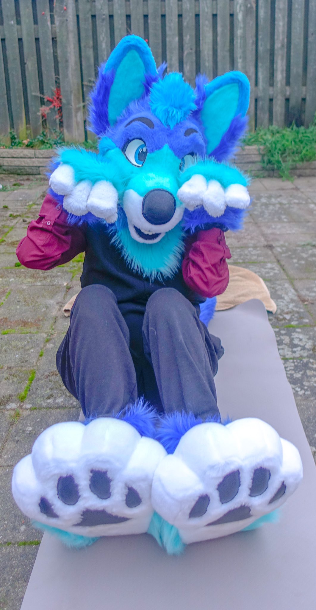 Nade/ Terry on Twitter: "Can I get some treats please? https://t.co/aKFGy2t6ko" / Twitter