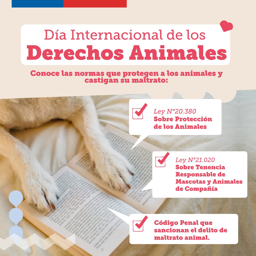 Conmemoramos el Día Internacional de los Derechos Animales 🐕⚖️🐈 ...