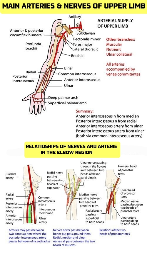 Anterior Interosseous Syndrome
