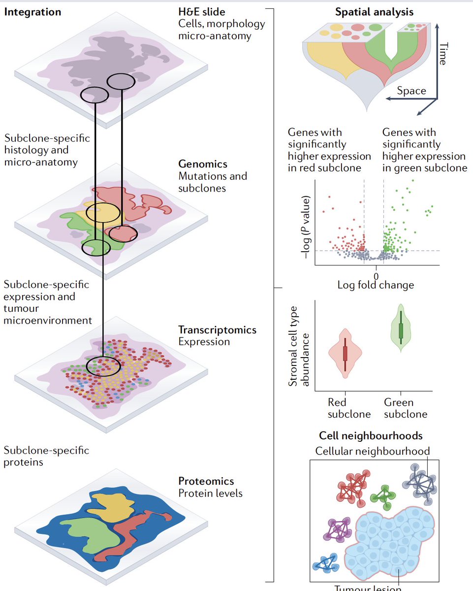 Nature Reviews Genetics on Twitter: "RT @TanjinaKader: An era of spatial biology. I think it's ...