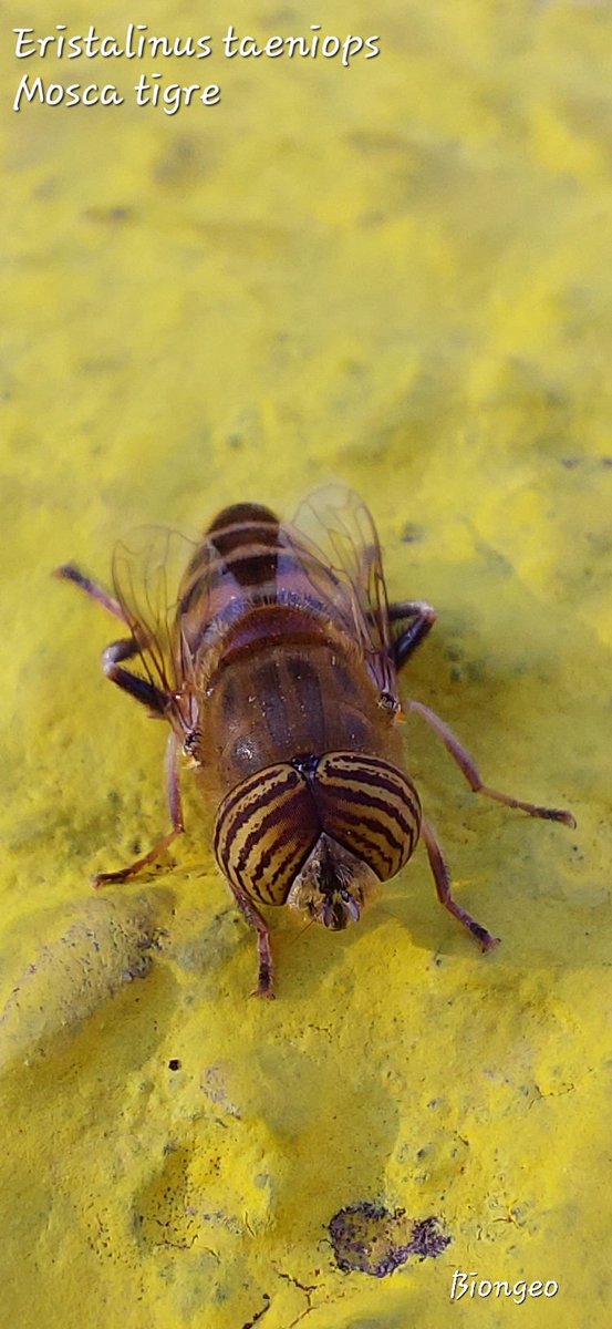 EntomoDaily on Twitter: EntomoDaily on Twitter: