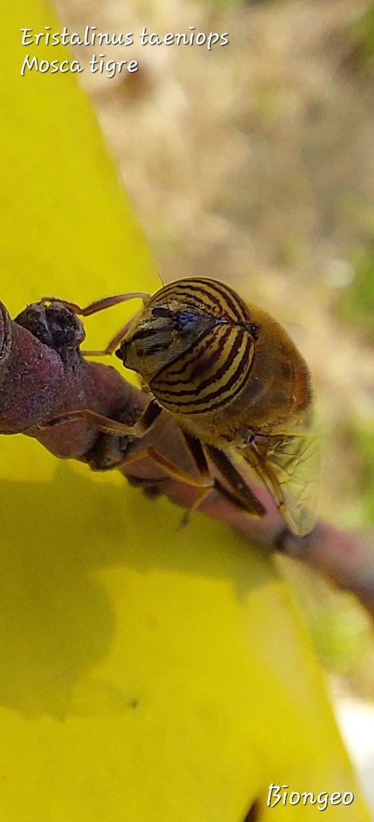 EntomoDaily on Twitter: EntomoDaily on Twitter: