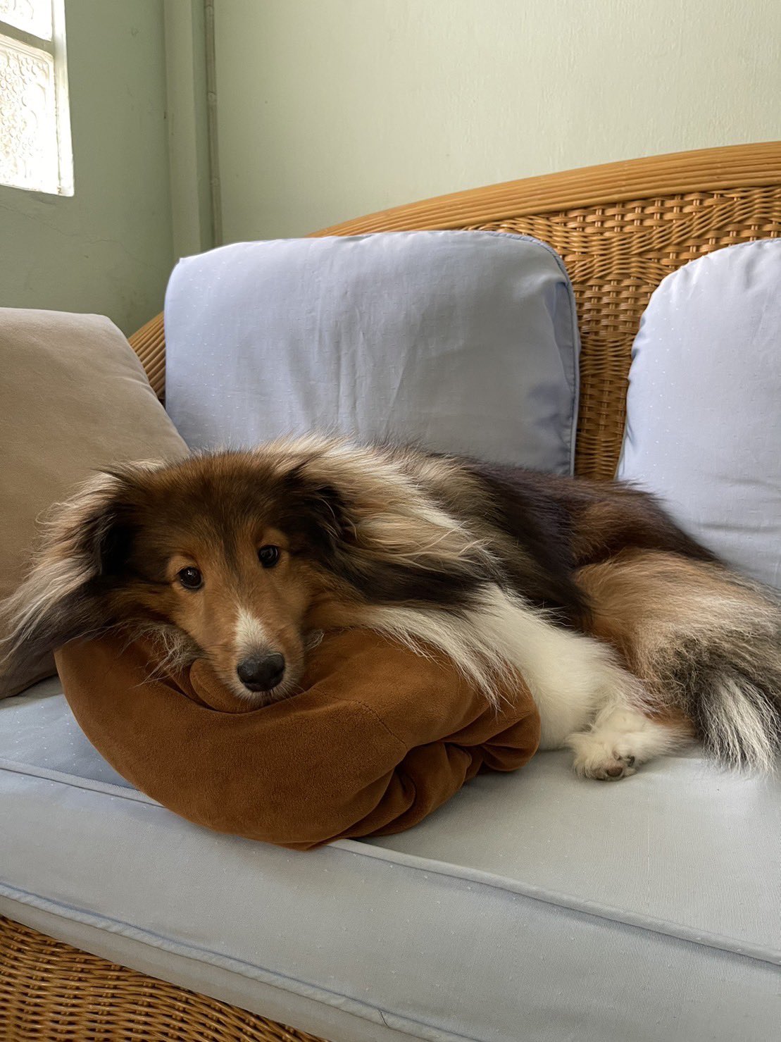 JS100 on Twitter: "RT@gxxxtvrs สุนัขหาย ชื่อพิกเลต พันธุ์ Shetland Sheepdog เพศเมีย หายไปเมื่อ ...