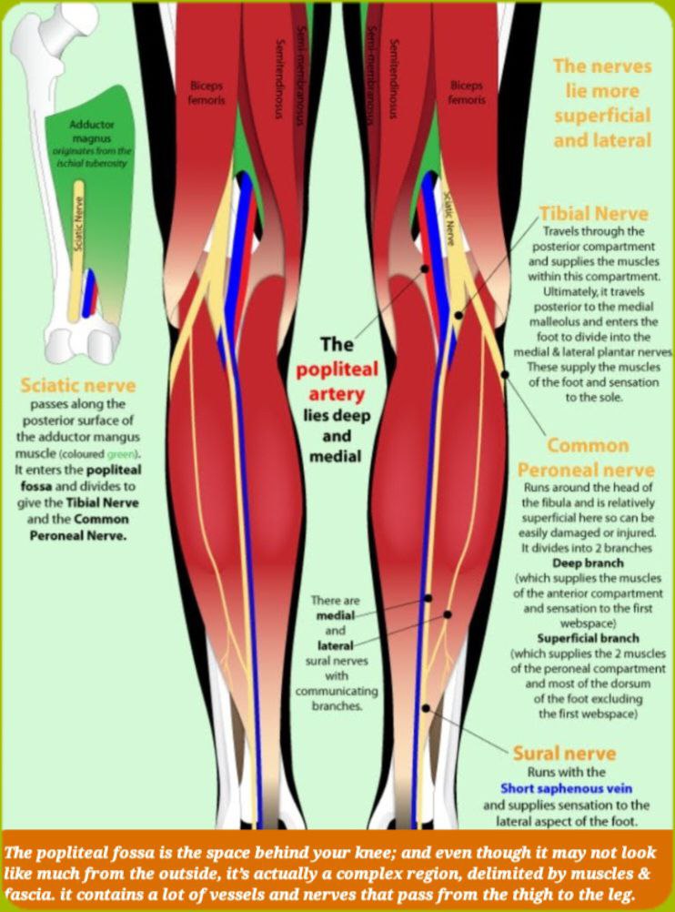 What Nerve Runs With The Great Saphenous Vein