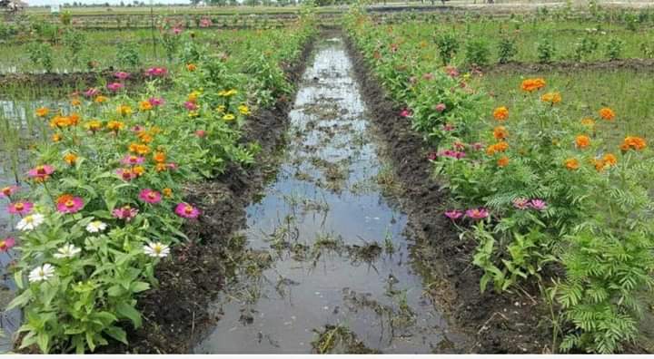 Refugia Tanaman yang berfungsi sebagai microhabitat dari serangga musuh ...