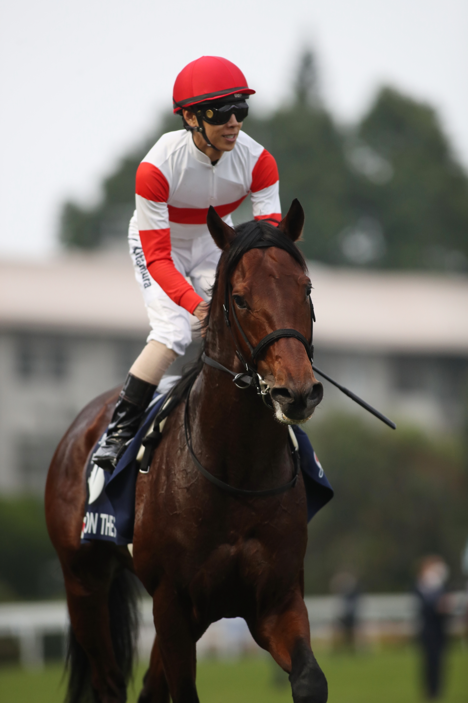 JRA-VAN公式 on Twitter: "#香港国際競走 #香港カップ #レイパパレ https://t.co/BYZLWZQiOG" / Twitter