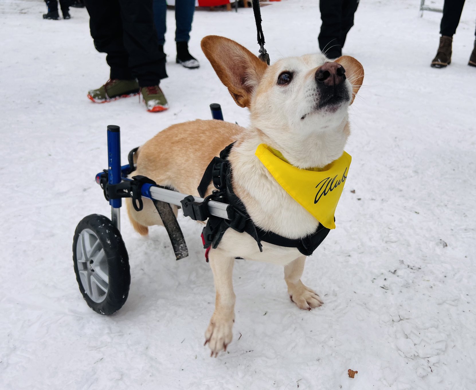 𝕮𝖍𝖎𝖙𝖎𝖓́𝖆, 𝕭𝖔𝖘𝖘𝖎̄𝖙𝖊, 𝕷𝖆𝖓𝖈̌𝖎𝖏𝖆 (@3sunces) / Twitter