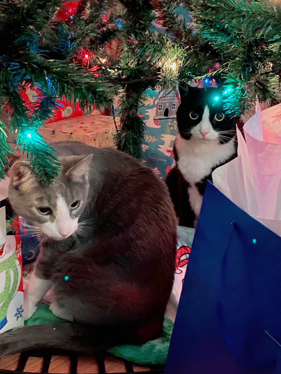 「suspicious gifts under the tree.. 」|tracey 🌱のイラスト