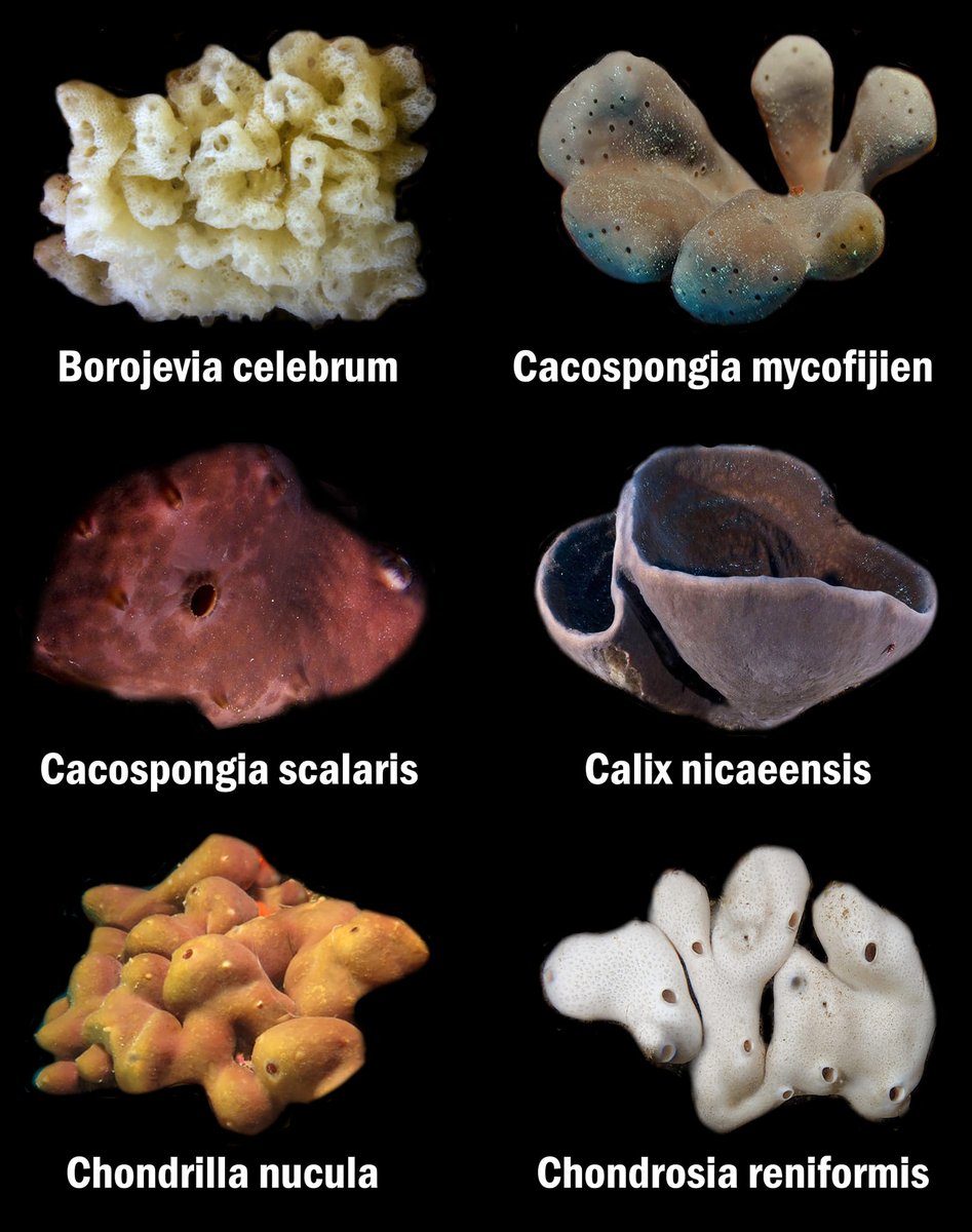 Cyana Todo Buceo on Twitter: Cyana Todo Buceo on Twitter: