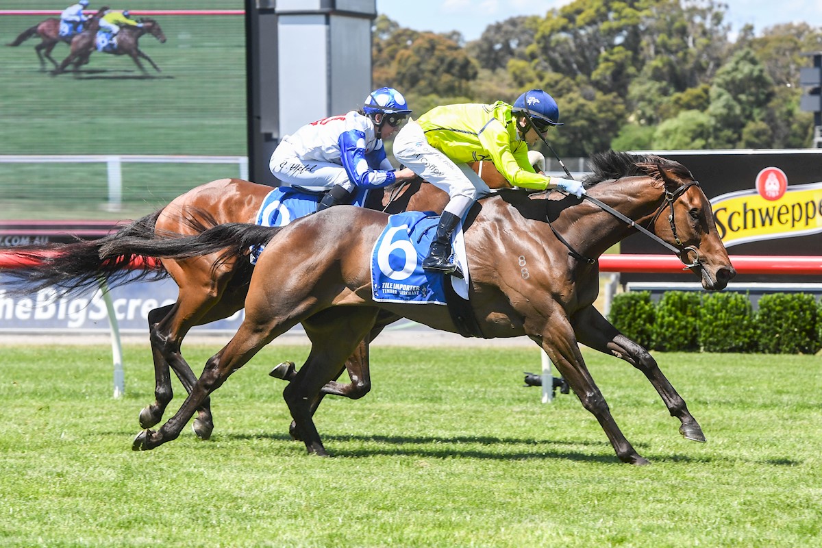 Ciaron Maher Racing on Twitter: "Another solid weekend for the team, with Right You Are and ...