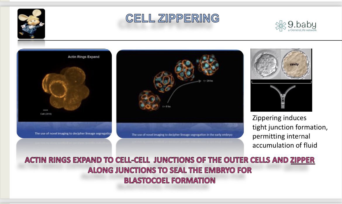 ESHRE SIG Embryology (@ESHRESIGEmbryo) / Twitter ESHRE SIG Embryology (@ESHRESIGEmbryo) / Twitter
