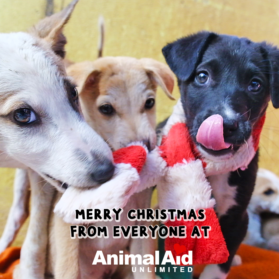 Animal Aid Unlimited on Twitter: "MERRY CHRISTMAS from everyone here at Animal Aid Unlimited! # ...