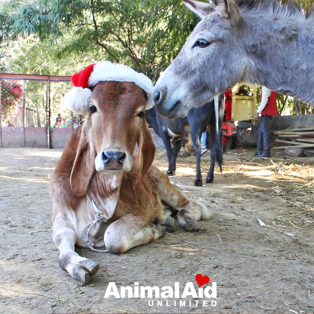 Animal Aid Unlimited on Twitter: "MERRY CHRISTMAS from everyone here at Animal Aid Unlimited! # ...