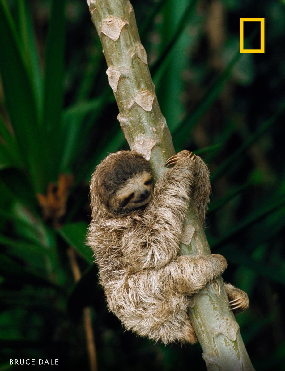 ⁷xxvi on Twitter: "RT @NatGeoPhotos: A three-toed sloth clings to a large tree branch in Panama."